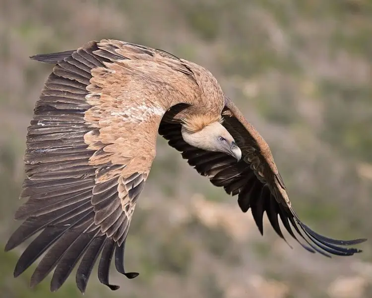 Griffon Vulture | Zoopedia Wiki | Fandom
