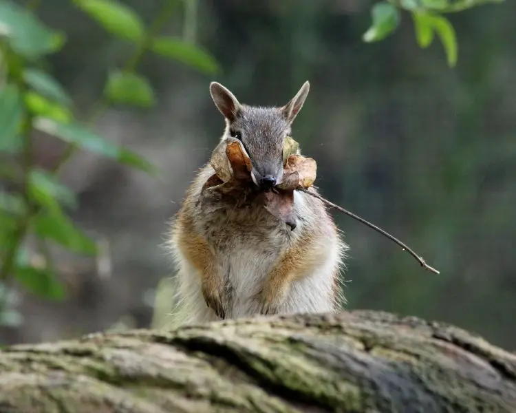 Numbat | Zoopedia Wiki | Fandom