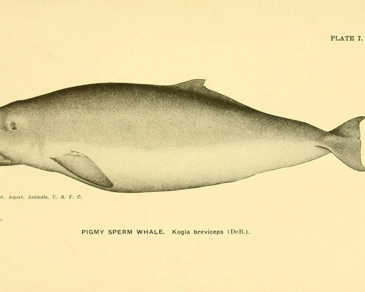 Pygmy sperm whale | Zoopedia Wiki | Fandom