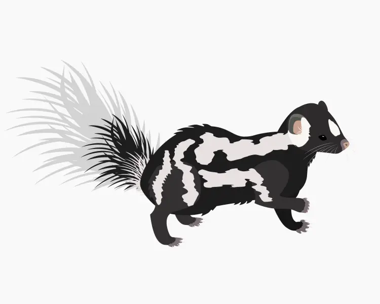 Eastern Spotted Skunk | Zoopedia Wiki | Fandom