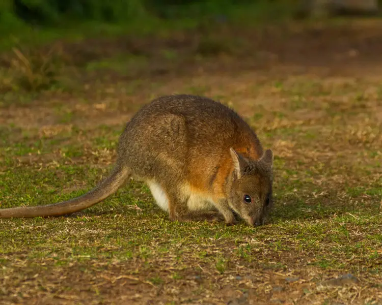 Red-Necked Pademelon | Zoopedia Wiki | Fandom