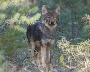 Eastern Wolf | Zoopedia Wiki | Fandom