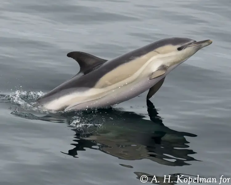 Short-Beaked Common Dolphin | Zoopedia Wiki | Fandom
