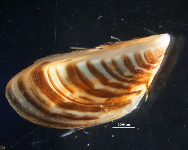 Zebra mussel | Zoopedia Wiki | Fandom