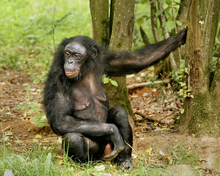 Bonobo | Zoopedia Wiki | Fandom