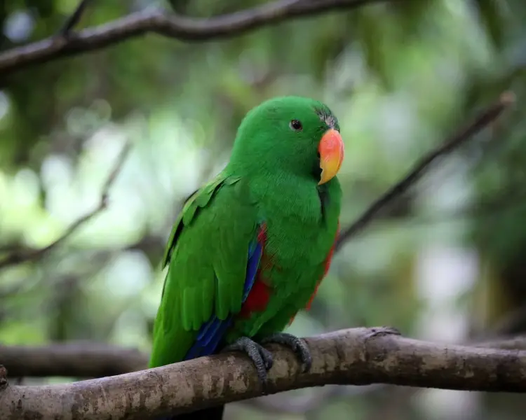 Eclectus Parrot | Zoopedia Wiki | Fandom