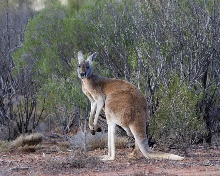 Red Kangaroo | Zoopedia Wiki | Fandom
