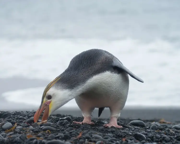 Royal Penguin | Zoopedia Wiki | Fandom