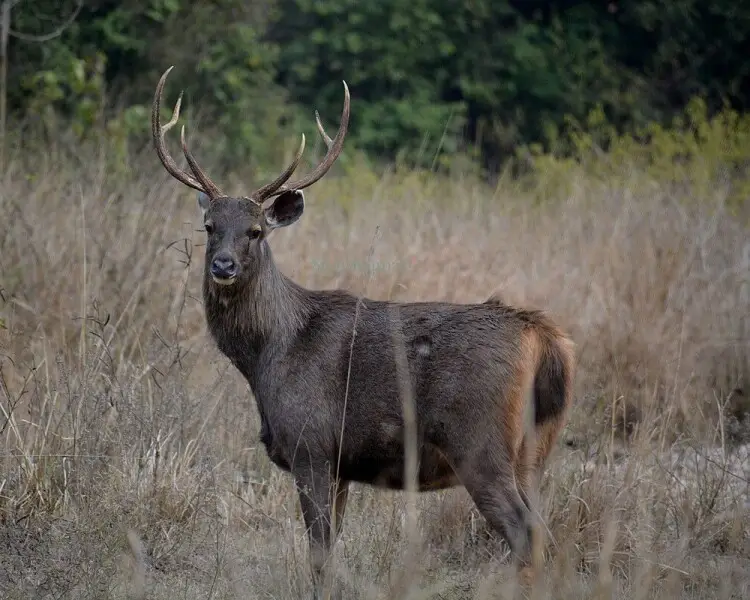 Sambar | Zoopedia Wiki | Fandom