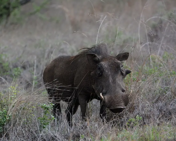 Common Warthog | Zoopedia Wiki | Fandom