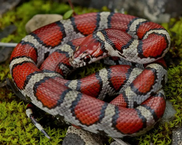 Eastern Milk Snake | Zoopedia Wiki | Fandom