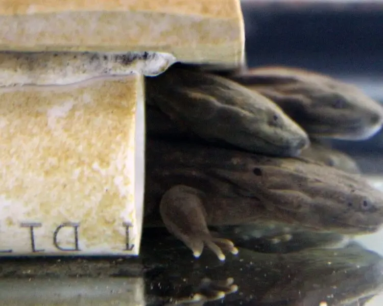 Hellbender | Zoopedia Wiki | Fandom