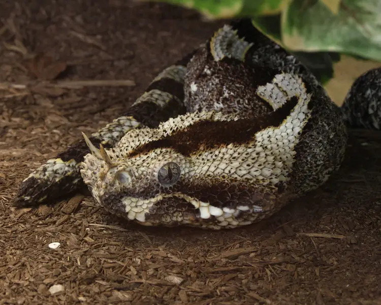 Butterfly Viper | Zoopedia Wiki | Fandom