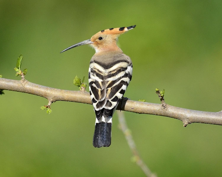 Eurasian Hoopoe | Zoopedia Wiki | Fandom