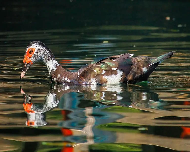 Muscovy Duck | Zoopedia Wiki | Fandom