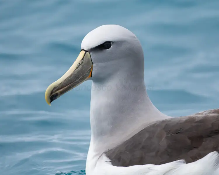 Salvin's albatross | Zoopedia Wiki | Fandom