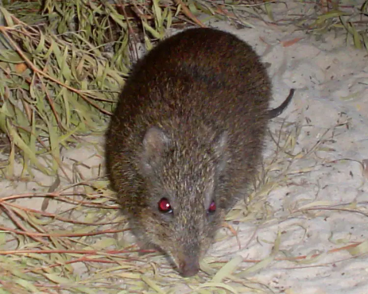Gilbert's Potoroo | Zoopedia Wiki | Fandom