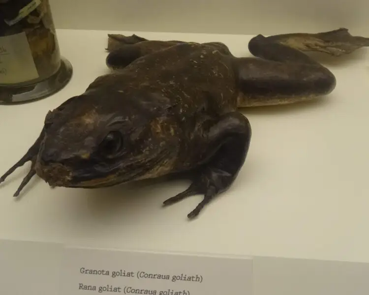 Goliath frog | Zoopedia Wiki | Fandom