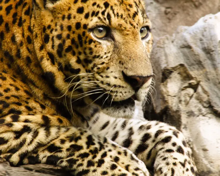 Javan leopard | Zoopedia Wiki | Fandom