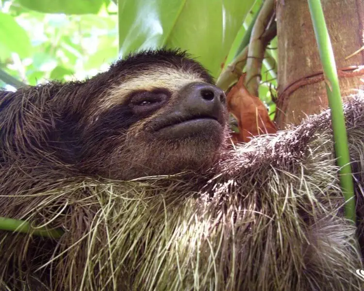 Pygmy three-toed sloth | Zoopedia Wiki | Fandom