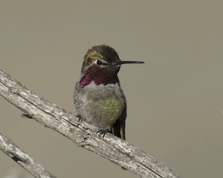 Anna's Hummingbird | Zoopedia Wiki | Fandom