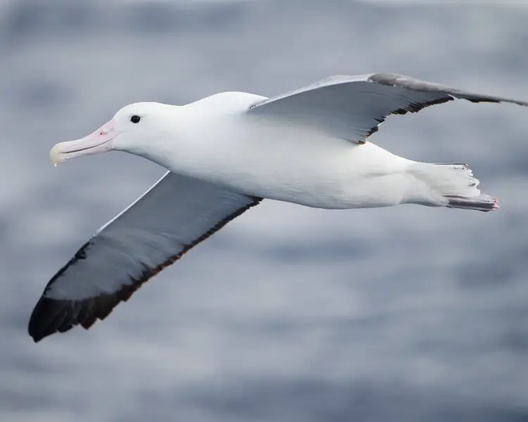 Southern royal albatross | Zoopedia Wiki | Fandom
