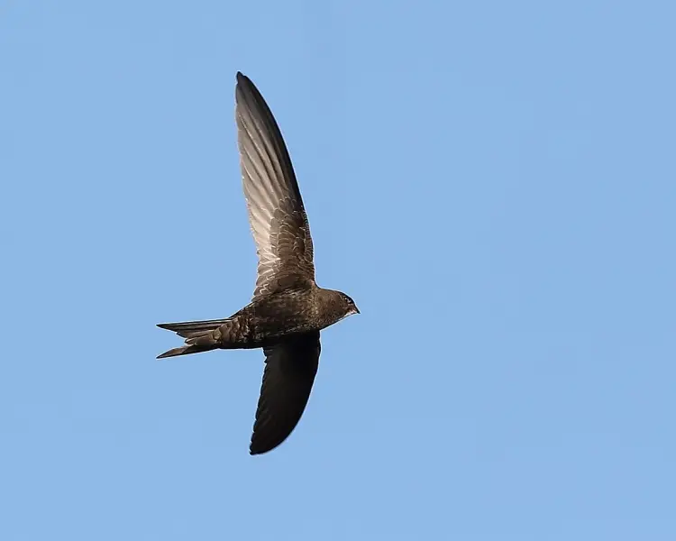 Common Swift | Zoopedia Wiki | Fandom