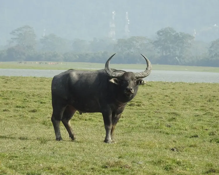 Asian Wild Water Buffalo | Zoopedia Wiki | Fandom