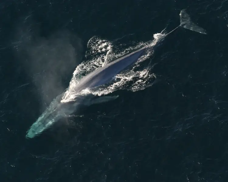 Blue Whale | Zoopedia Wiki | Fandom