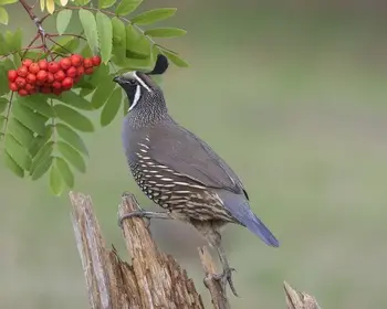 California Quail | Zoopedia Wiki | Fandom