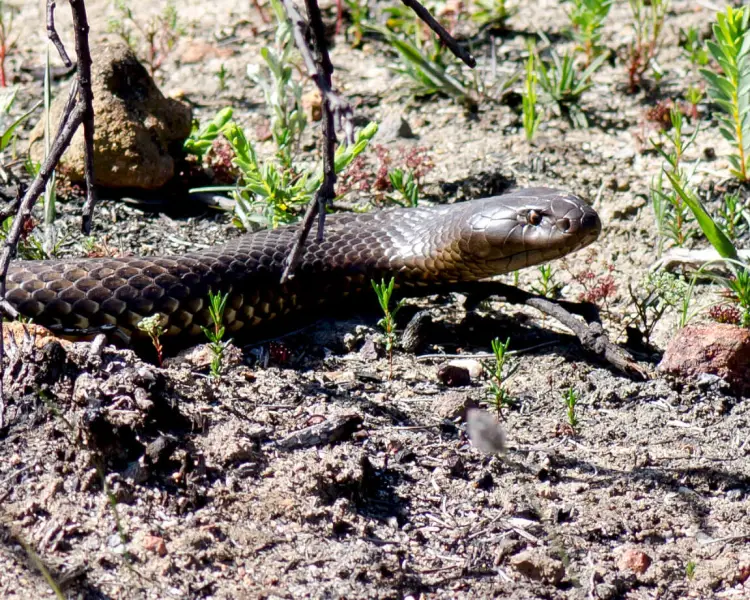 Mulga Snake | Zoopedia Wiki | Fandom