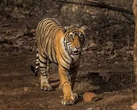 Tiger | Zoopedia Wiki | Fandom