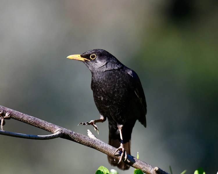 Common Blackbird | Zoopedia Wiki | Fandom