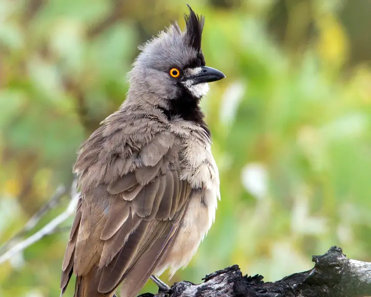 Crested Bellbird | Zoopedia Wiki | Fandom