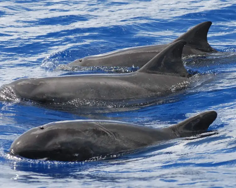 Pygmy killer whale | Zoopedia Wiki | Fandom