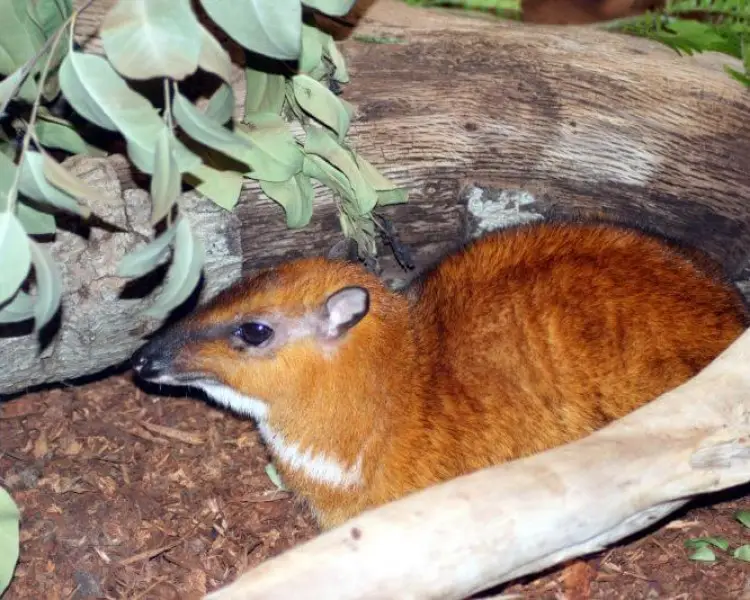 Greater Mouse-Deer | Zoopedia Wiki | Fandom