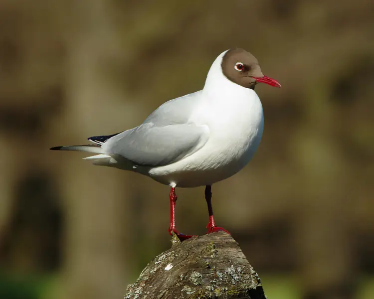 Black-Headed Gull | Zoopedia Wiki | Fandom