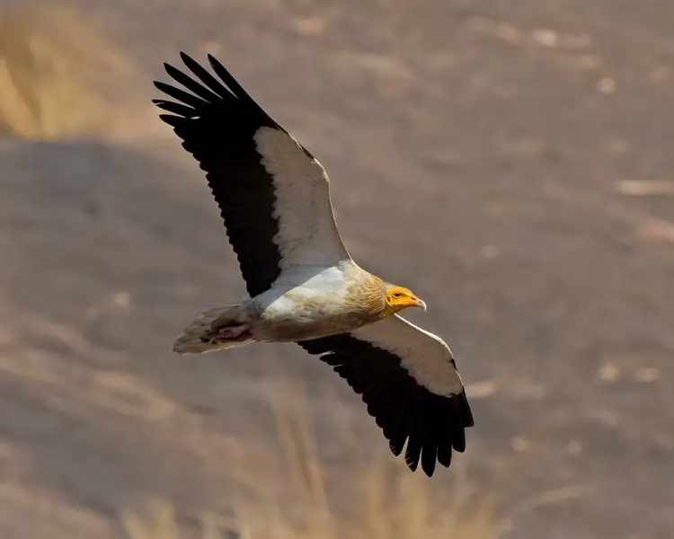 Egyptian Vulture | Zoopedia Wiki | Fandom