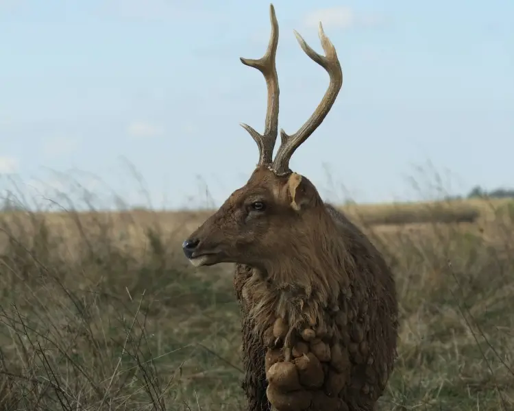 Bactrian Deer | Zoopedia Wiki | Fandom