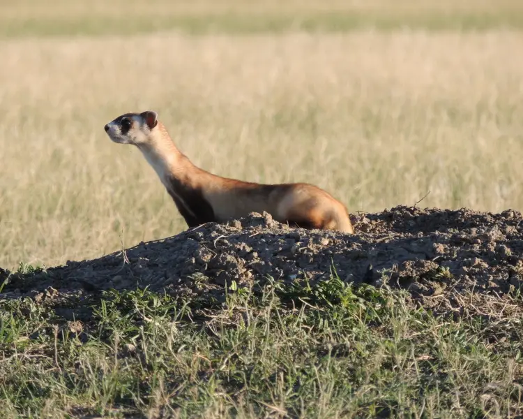 Black-Footed Ferret | Zoopedia Wiki | Fandom