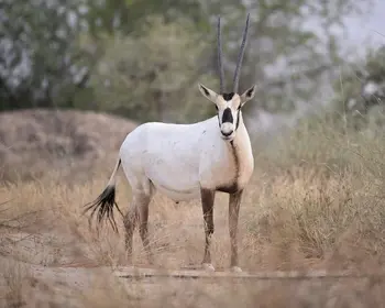 Arabian Oryx | Zoopedia Wiki | Fandom