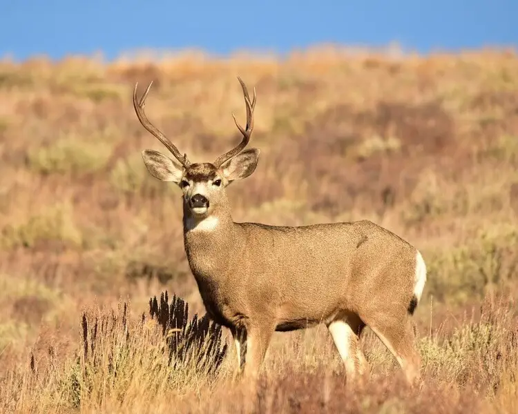 Mule Deer | Zoopedia Wiki | Fandom