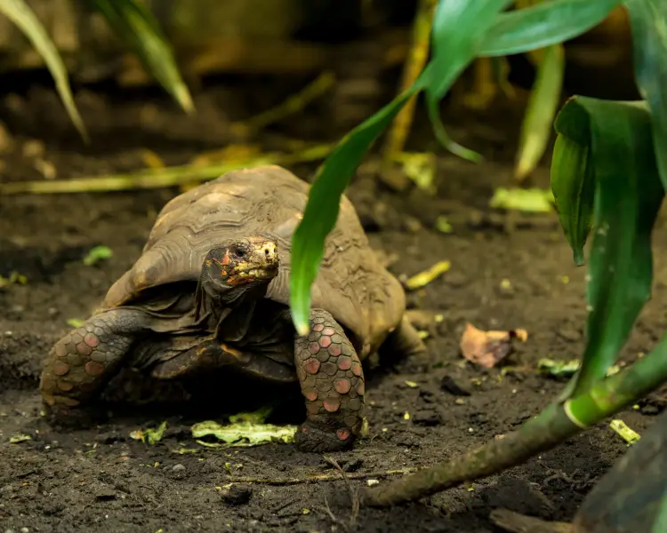 Red-Footed Tortoise | Zoopedia Wiki | Fandom