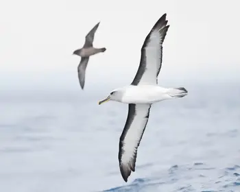 Short-tailed shearwater | Zoopedia Wiki | Fandom