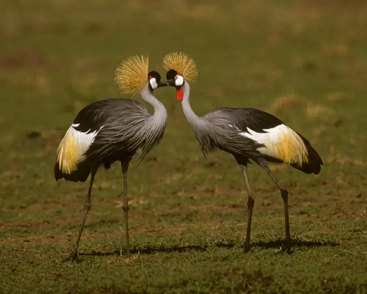 Grey Crowned Crane | Zoopedia Wiki | Fandom