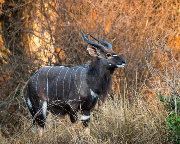 Nyala | Zoopedia Wiki | Fandom