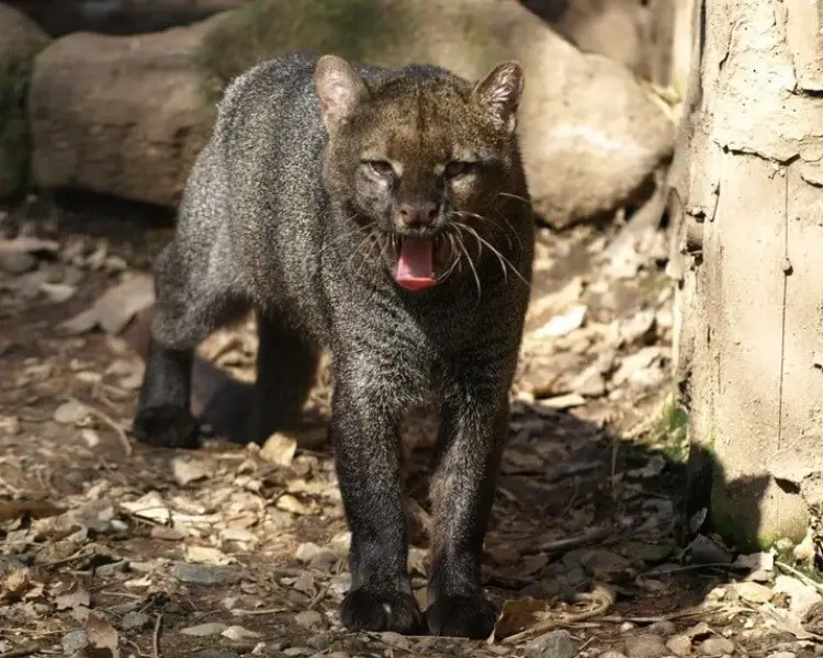 Jaguarundi | Zoopedia Wiki | Fandom