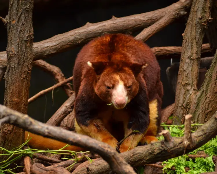 Matschie's Tree-Kangaroo | Zoopedia Wiki | Fandom