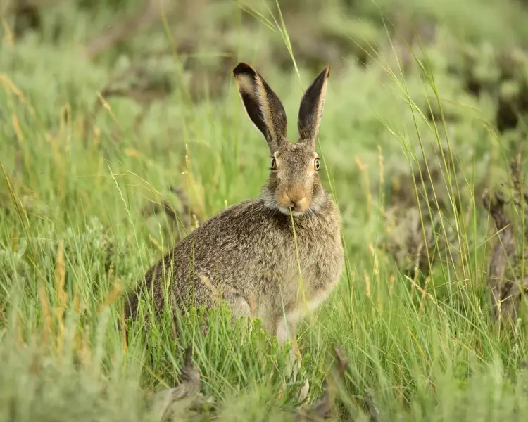 White-Tailed Jackrabbit | Zoopedia Wiki | Fandom