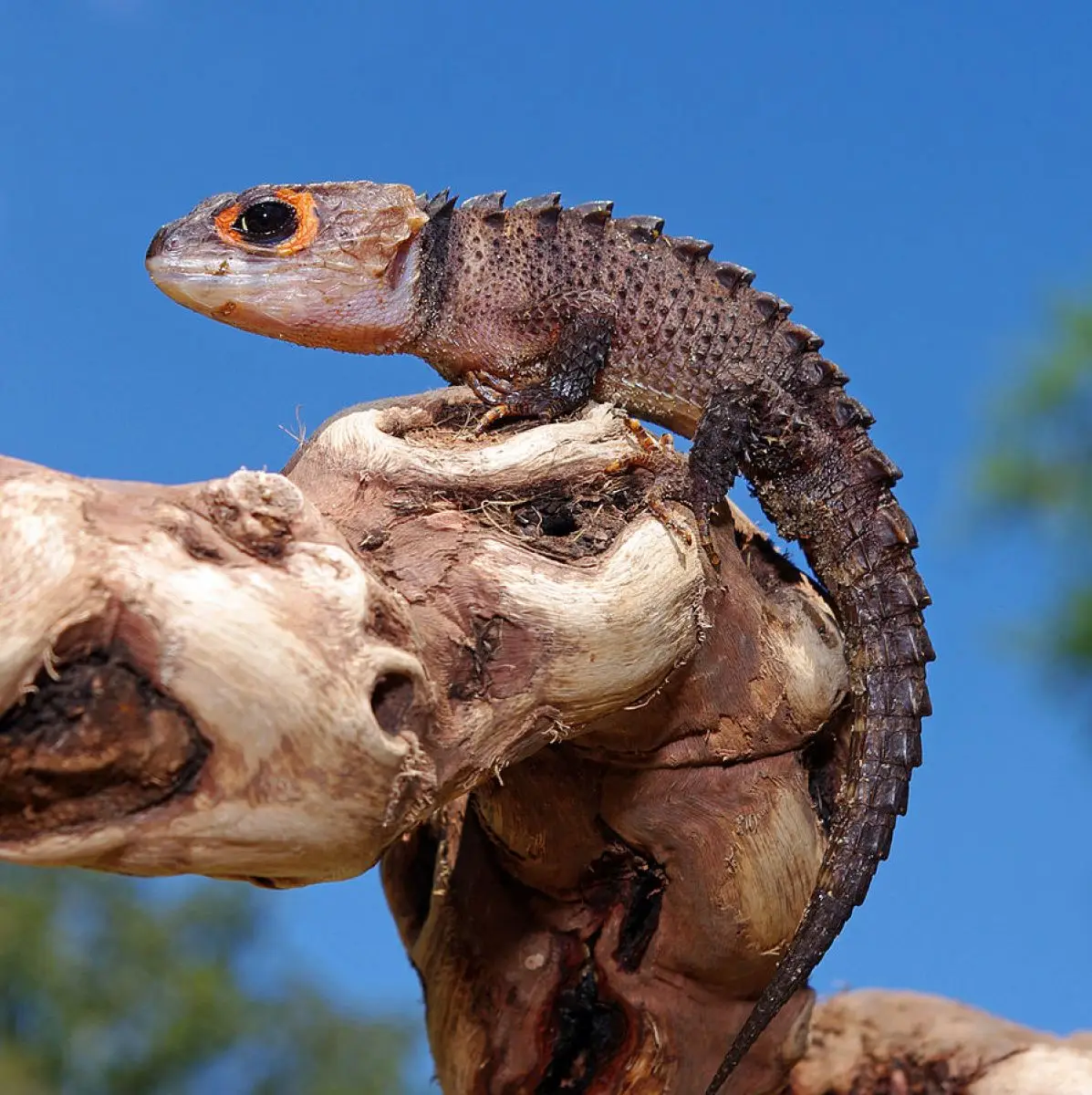 Red-Eyed Crocodile Skink | Zoopedia Wiki | Fandom